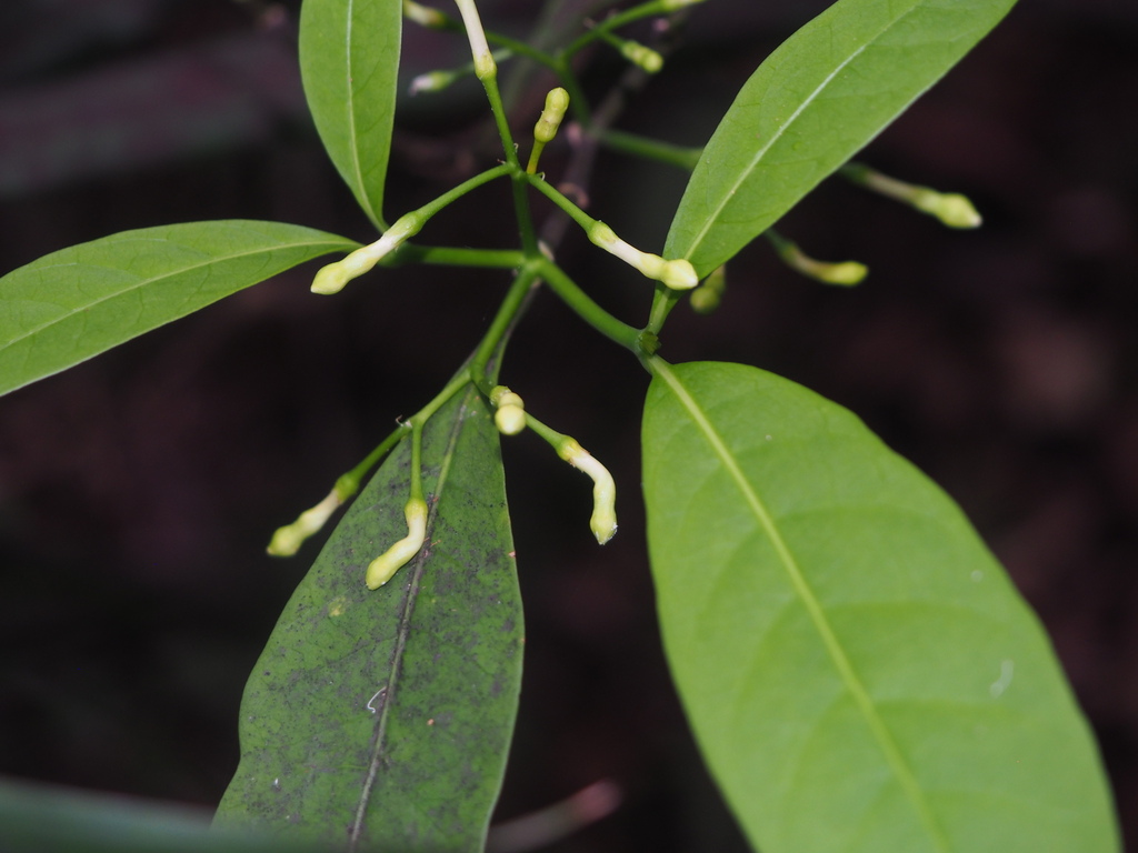 Banana Bush from Valla NSW 2448, Australia on November 24, 2023 at 05:13 PM by Nathanael Green ...
