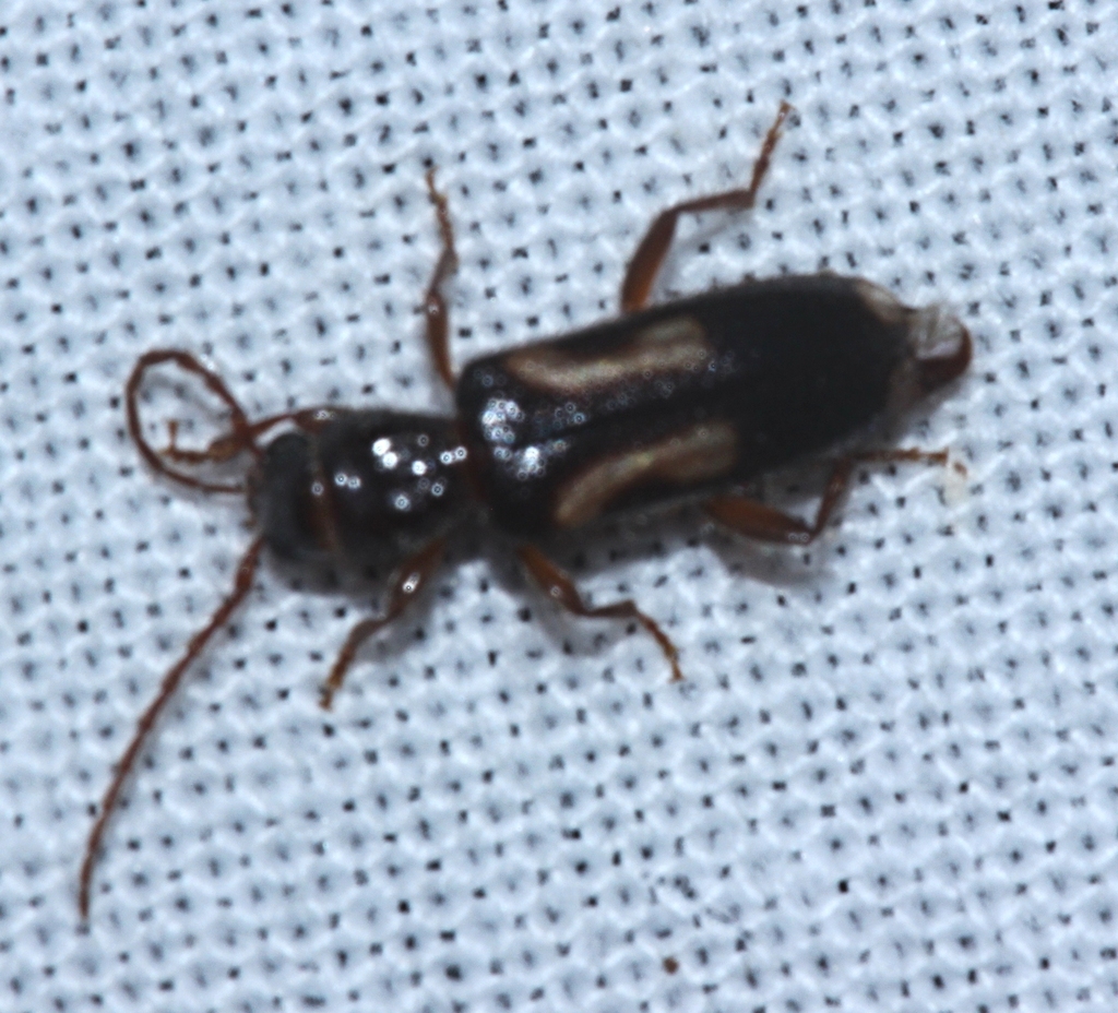 Round-necked Longhorn Beetles from 26 Haverbrack Crescent, Churchill ...