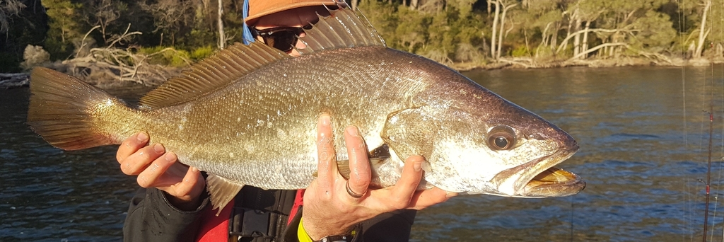 Mulloway from Mallacoota VIC 3892, Australia on November 17, 2023 at 06 ...
