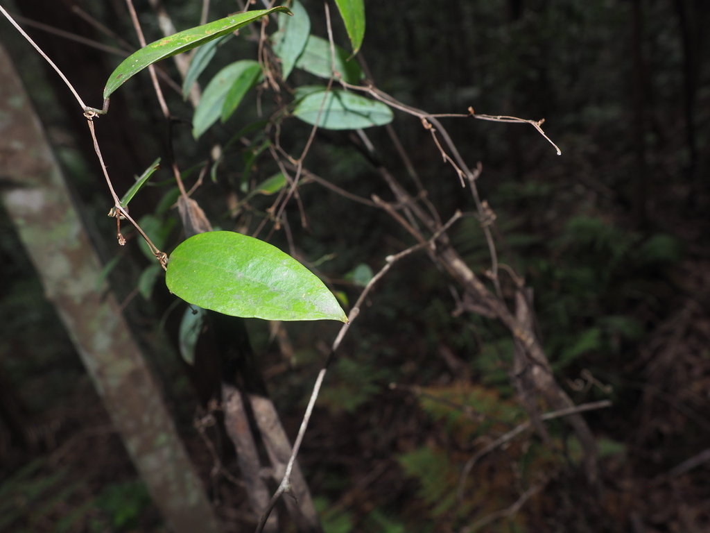 Sweet Sarsaparilla from Valla NSW 2448, Australia on November 24, 2023 at 05:16 PM by Nathanael ...