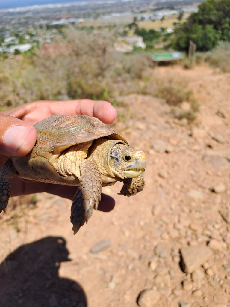 Parrot-beaked Tortoise from Tygerberg Nature Reserve on November 30 ...