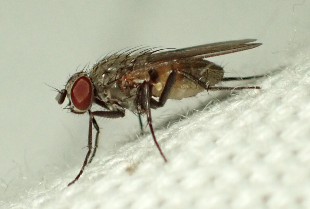 Lesser House Fly from Point England, Auckland 1072, New Zealand on ...