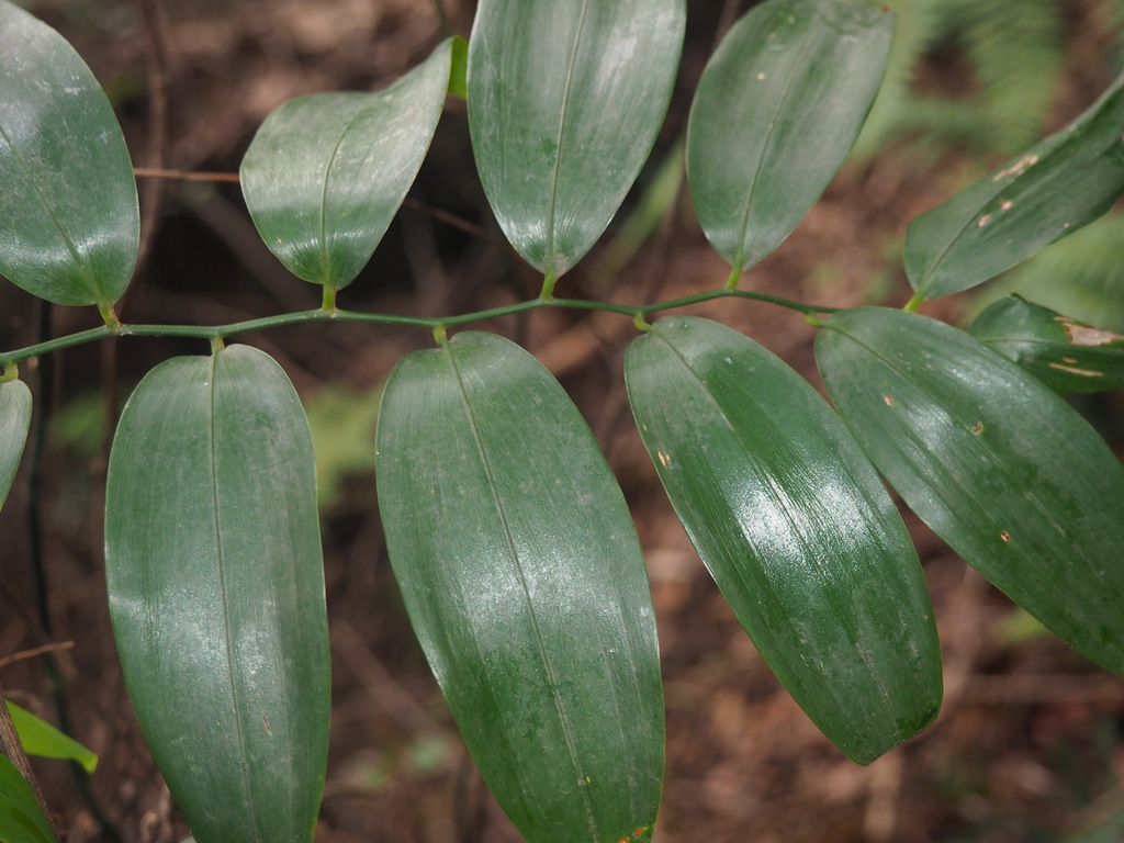 Climbing Lily from Valla NSW 2448, Australia on November 24, 2023 at 05:18 PM by Nathanael Green ...