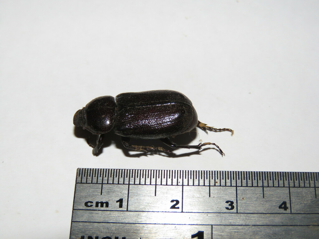 Cryptodus in November 2023 by Andrew Wallace · iNaturalist