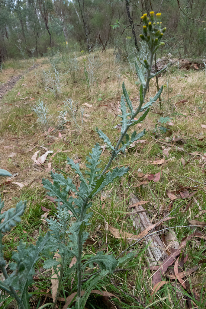 Cutleaf burnweed from Glenlyon VIC 3461, Australia on November 27, 2023 ...