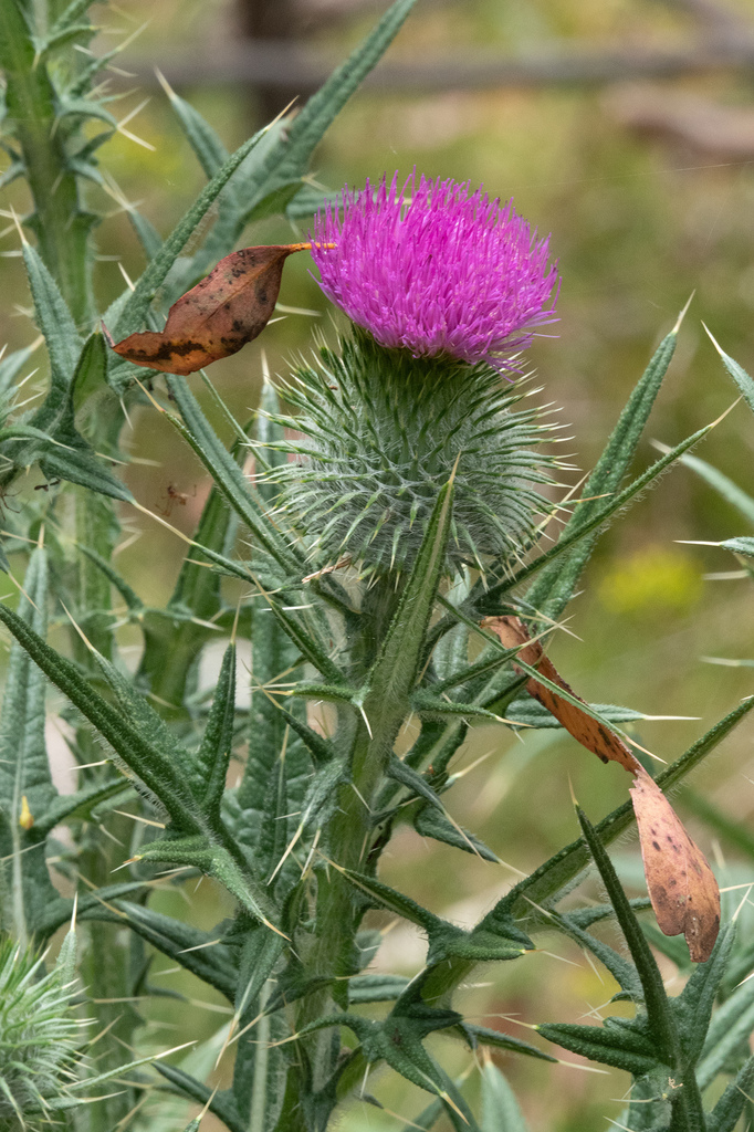 Bull Thistle from Glenlyon VIC 3461, Australia on November 27, 2023 at ...