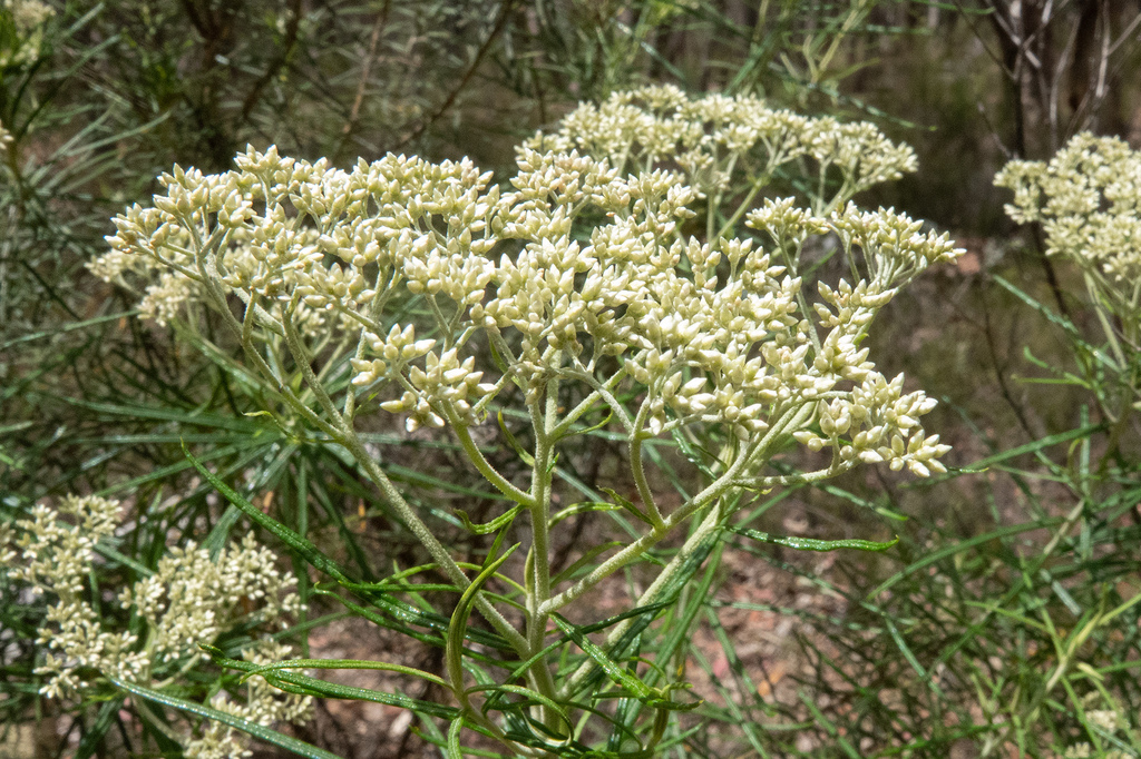 Shiny Cassinia from Glenlyon VIC 3461, Australia on November 27, 2023 ...