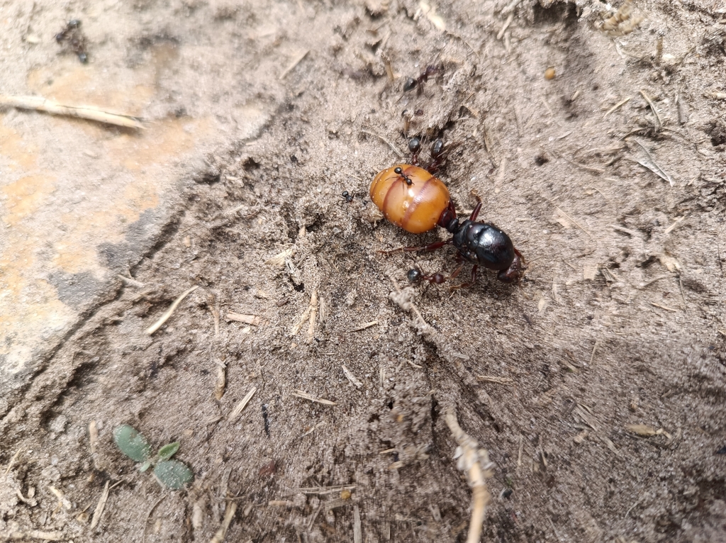 African Thief Ant from Zambezi Region, Namibia on November 30, 2023 at ...
