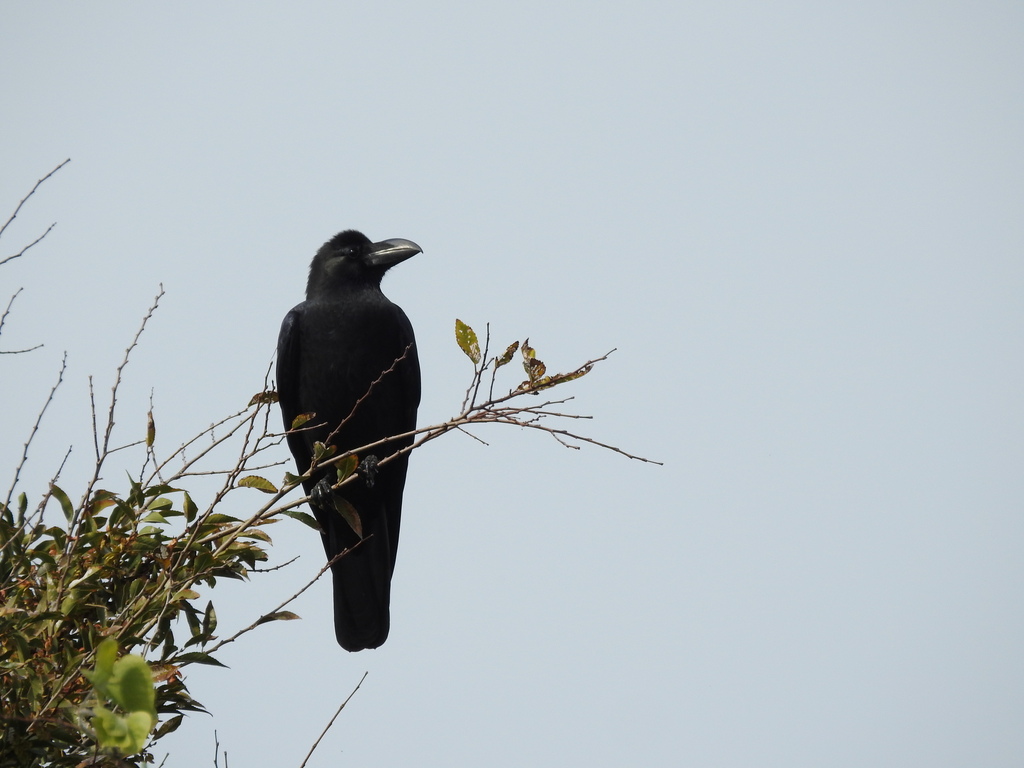 Japanese Crow from Suminoe Ward, Osaka, Japan on November 23, 2023 at ...