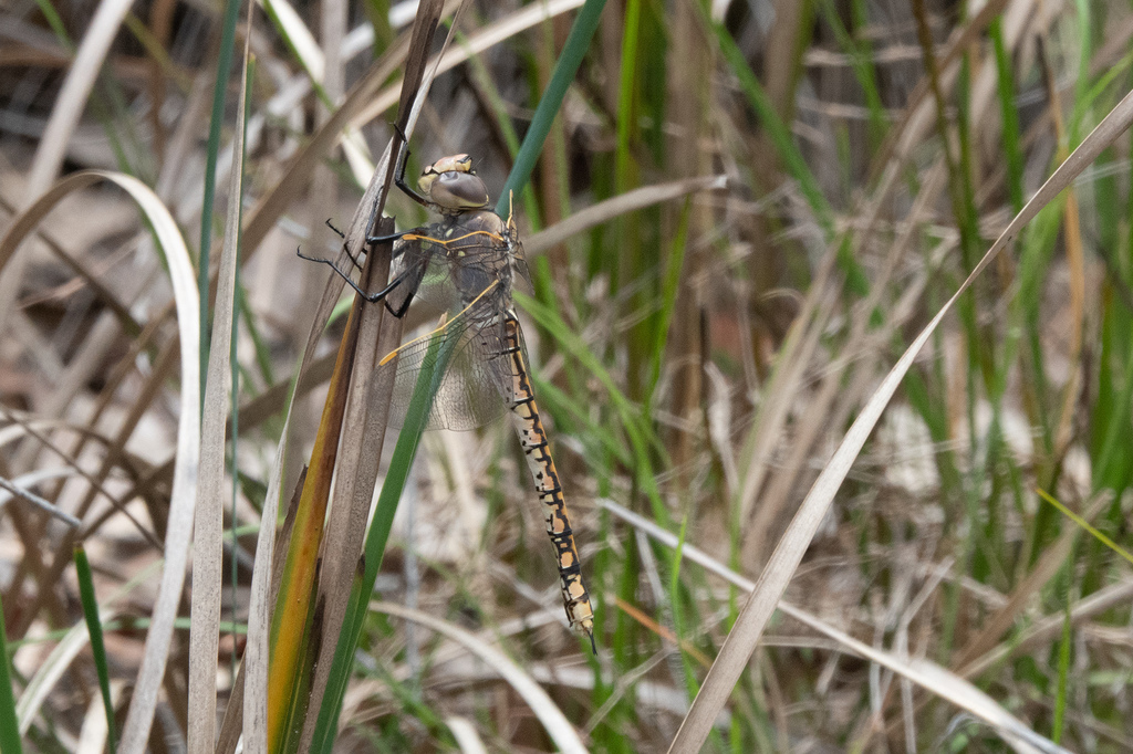 Australian Emperor from Glenlyon VIC 3461, Australia on November 27 ...