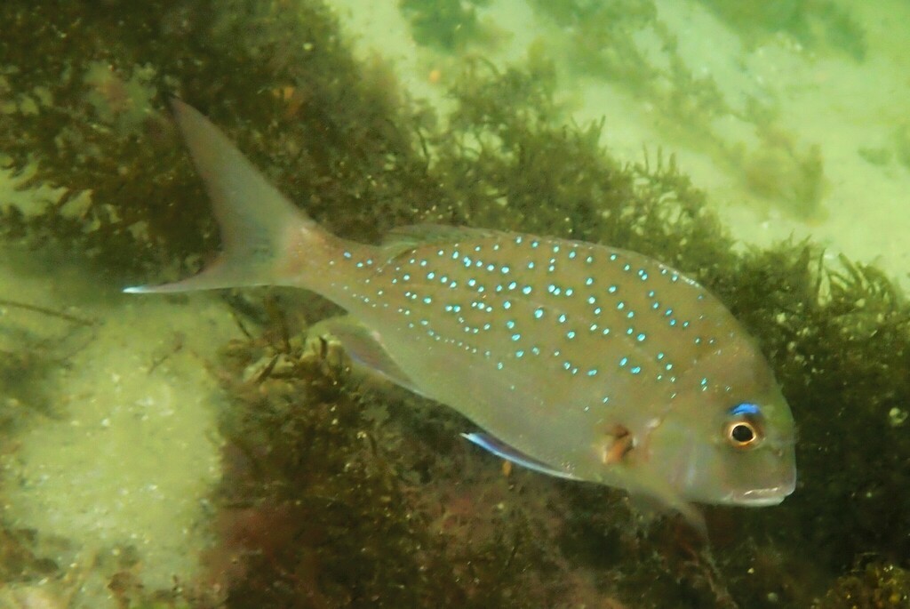 Australasian Snapper from Port Stephens NSW 2319, Australia on November ...