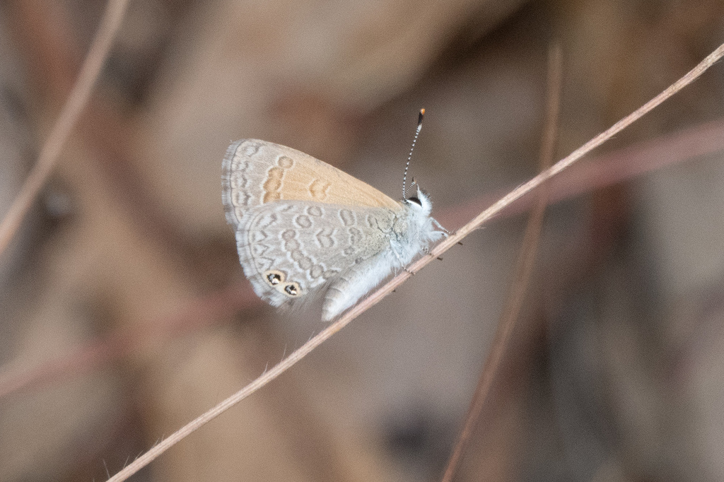 Double-spotted Line Blue from Glenlyon VIC 3461, Australia on November ...