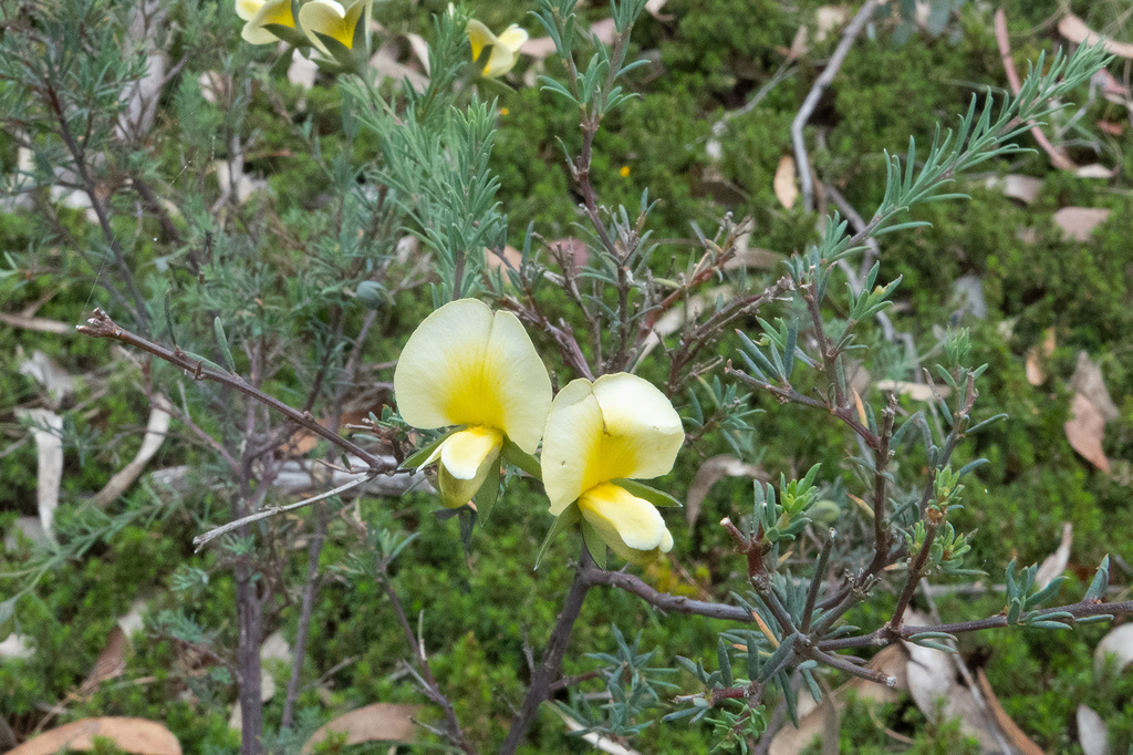 Common Wedge-pea from Glenlyon VIC 3461, Australia on November 27, 2023 ...