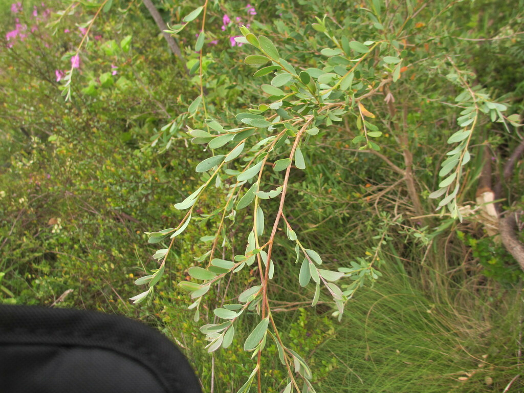 Australian Tea Tree from Tokai Arboretum, Cape Town, South Africa on ...