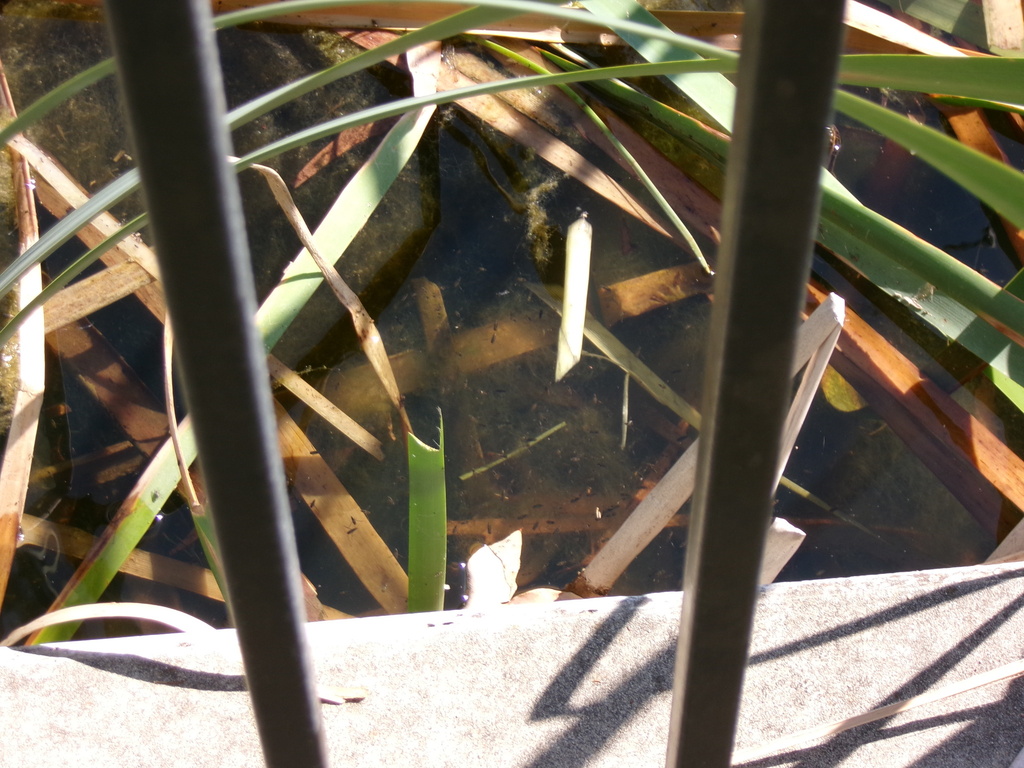 Common Backswimmers from Perth WA, Australia on November 30, 2023 at 03 ...