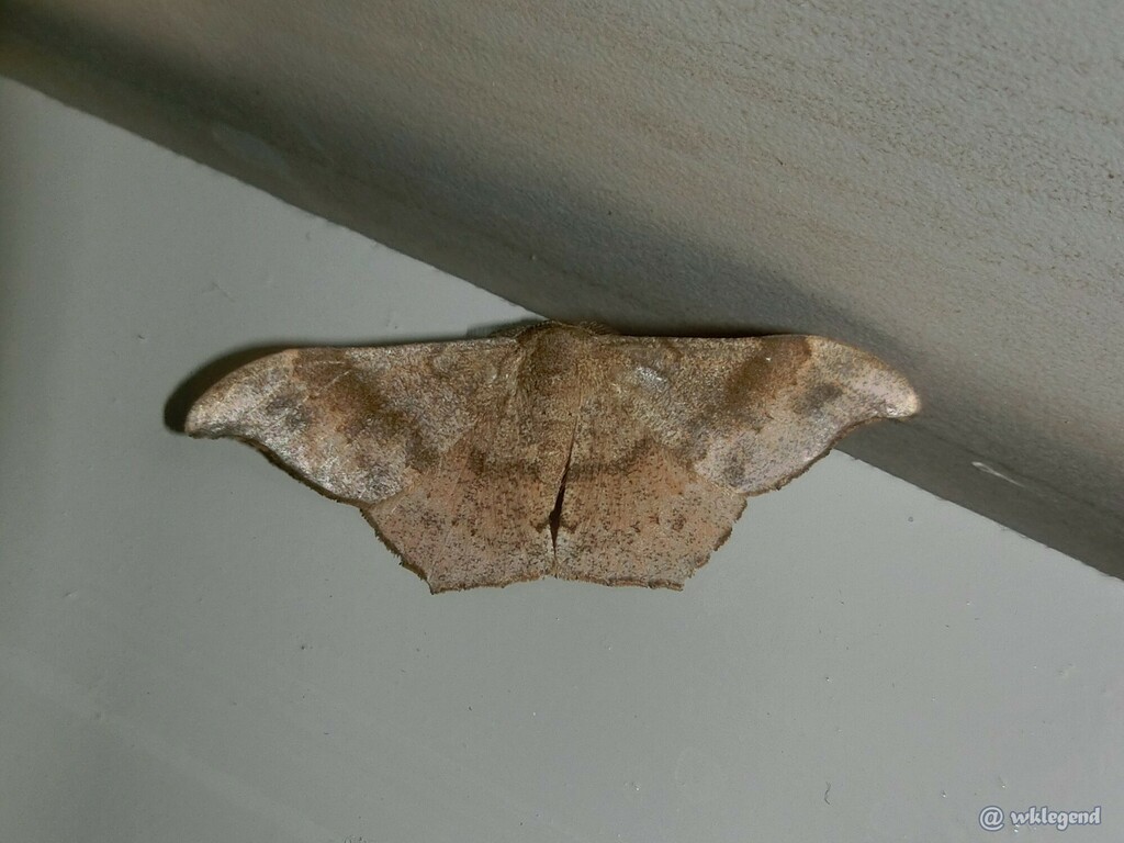 Black Looper from Kwun Tong, HK on November 30, 2023 by wklegend ...