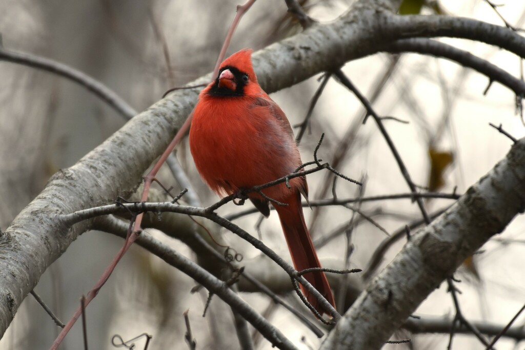 Northern Cardinal from Rouge, Toronto, ON, Canada on November 24, 2023 ...