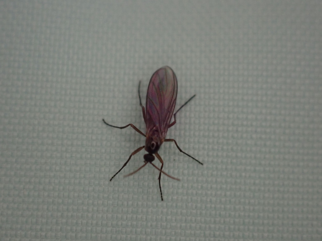 Winged and Once-winged Insects from Cotter River, ACT, Australia on ...