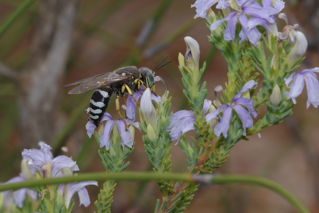 Bembix from Boothendarra WA 6521, Australia on October 22, 2023 at 01: ...