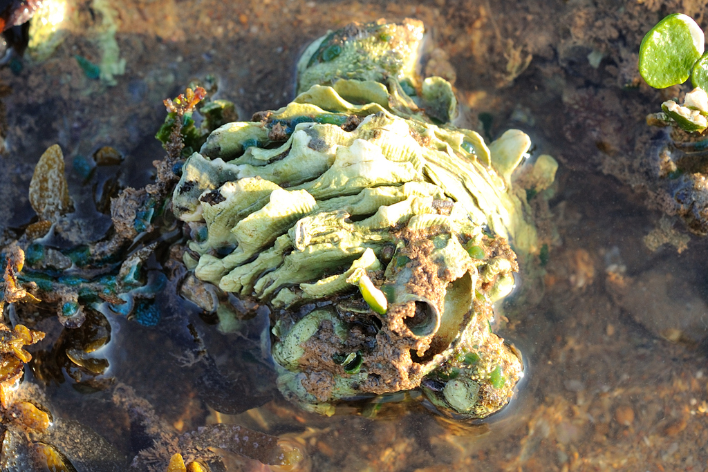 Lazarus Jewel Box from Port Hedland on November 16, 2023 at 05:36 PM by ...