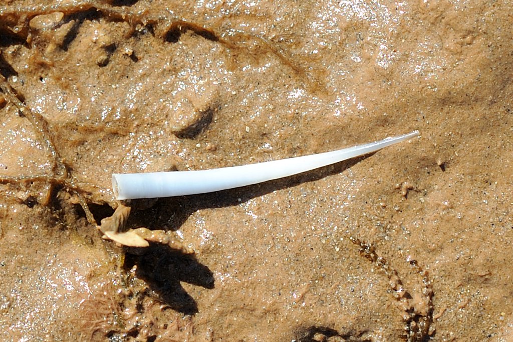 Tusk Shells from Port Hedland on November 19, 2023 at 08:14 AM by ...