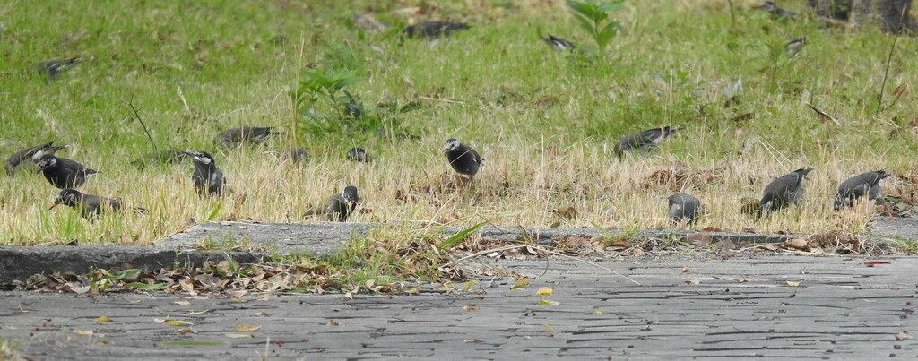 White-cheeked Starling from Suminoe Ward, Osaka, Japan on November 23 ...