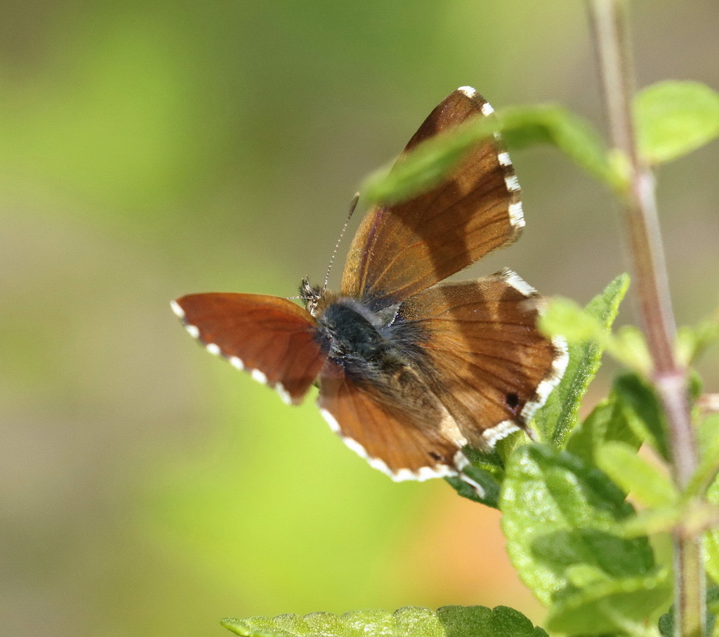 Water Geranium Bronze from Newlands, Cape Town, 7700, South Africa on ...