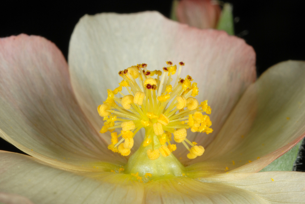 Mallow and Hibiscus Family (Malvaceae) - Botanical Realm