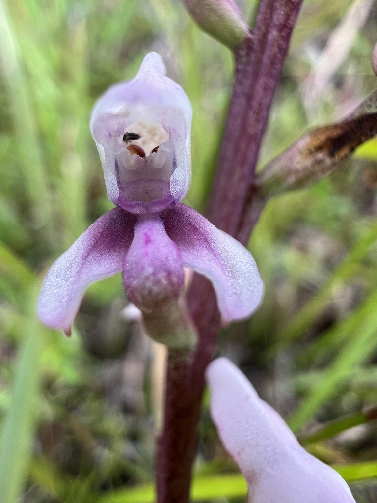 Pure Wolfsbane Disa from George, WC, ZA on November 27, 2023 at 12:06 ...