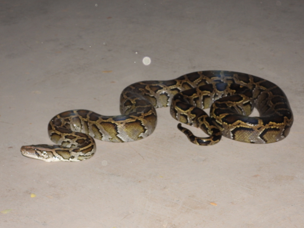 Burmese Python in November 2023 by Tin Myo Linn · iNaturalist