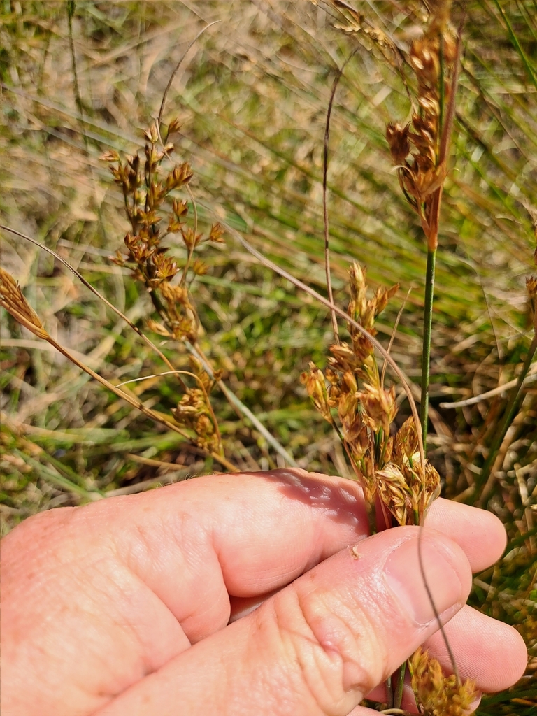 Salt Rush from Vredehoek, Cape Agulhas Municipality, South Africa on ...