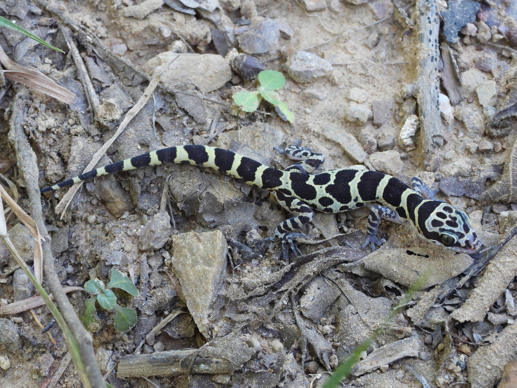 Pyinyaung Bent-toed Gecko from Meiktila, Myanmar (Burma) on November 22 ...