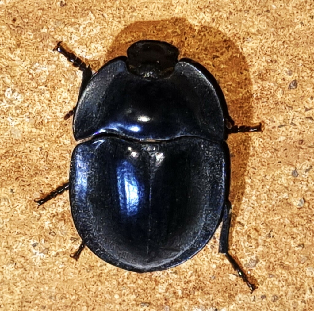 Heleina from Shermans Way, Lightning Ridge New South Wales, Australia ...