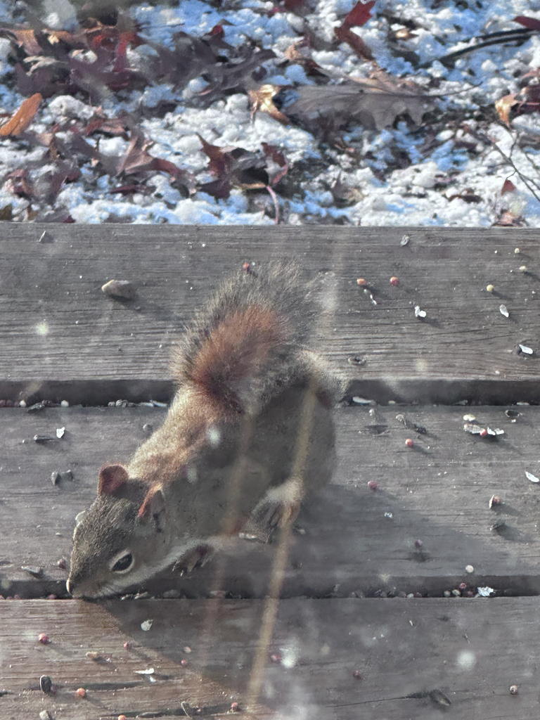 American Red Squirrel from Fowlerville on November 30, 2023 at 08:59 AM ...