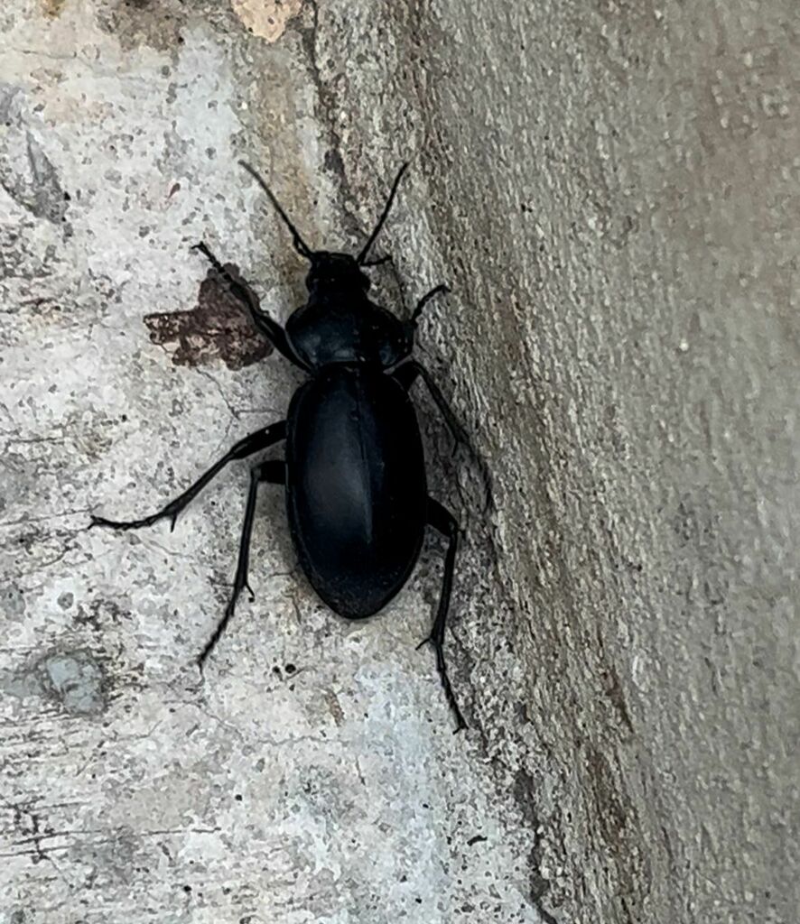 Callitropa from 38900 Salvatierra, Gto. on October 17, 2023 at 08:27 AM ...