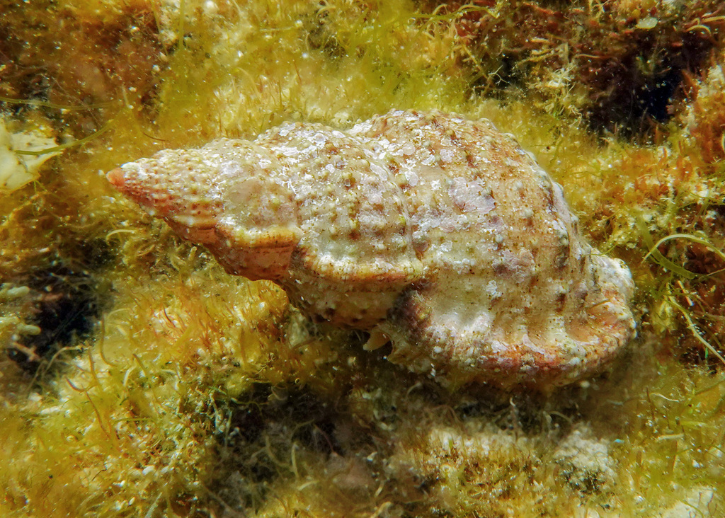 Granular Frog Shell from Rottnest Island, WA, Australia on November 28 ...