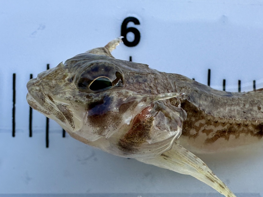 Yellowchin Sculpin (Icelinus quadriseriatus) - Marine Life Identification