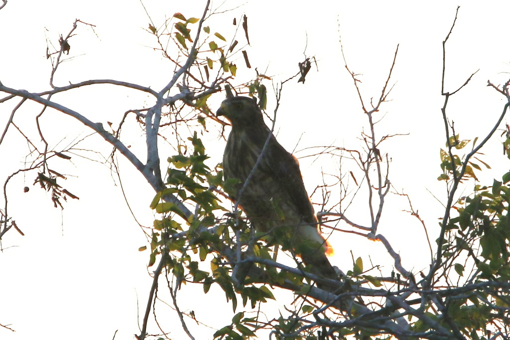 Roadside Hawk from Resaca De La Palma State Park, Brownsville, TX, USA ...