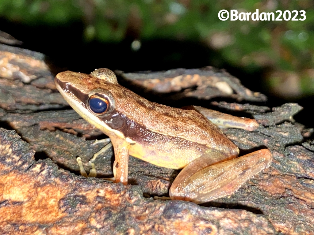 Nicobarese Frog from Jambi, indonesia on November 15, 2023 by ahmad ...
