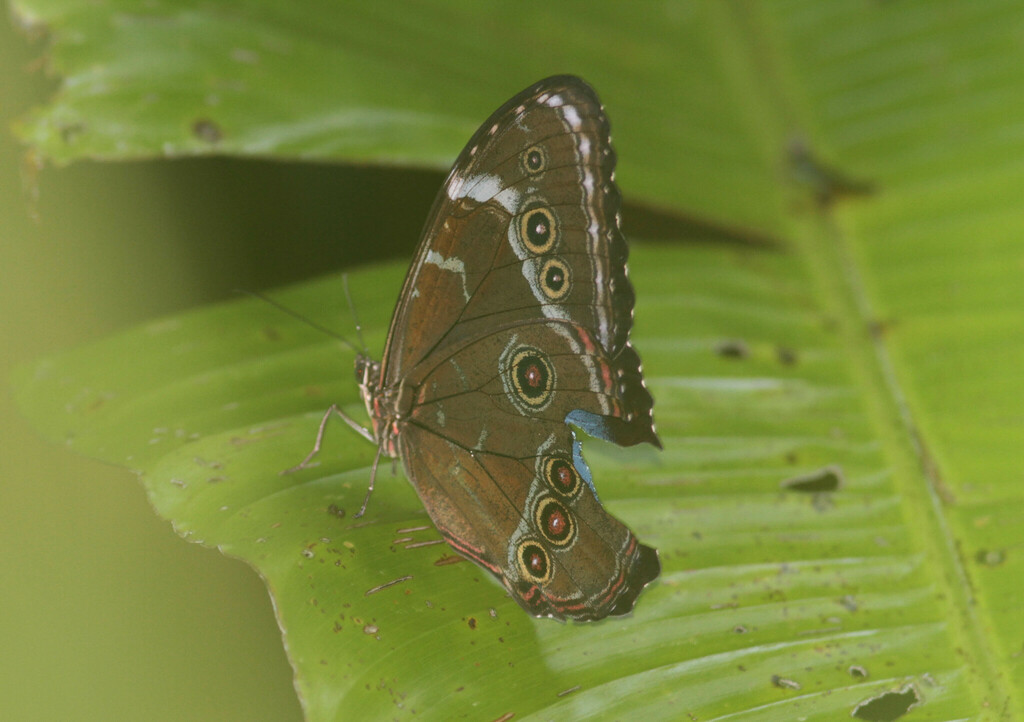Common Morpho from Weg Naar Zee, Paramaribo, Suriname on October 23 ...