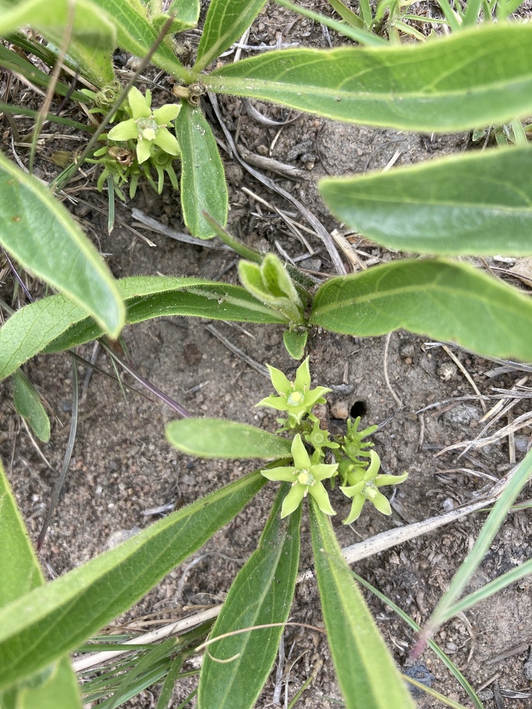Sand Apple from The Cradle Nature Reserve, GP, ZA on November 30, 2023 ...