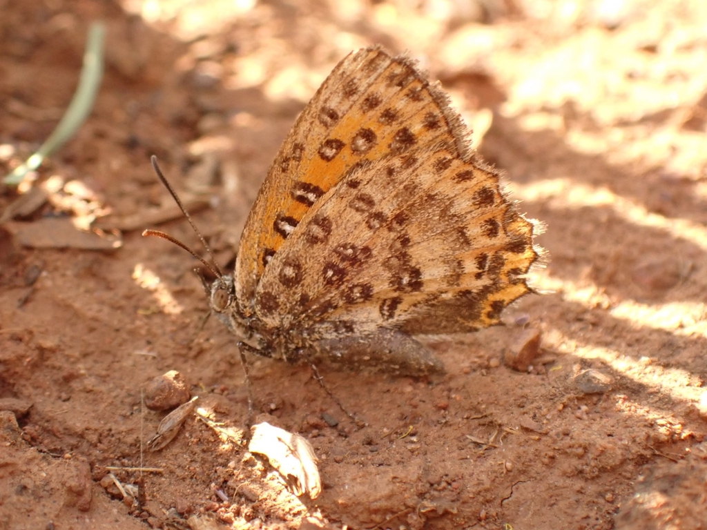 Dusky Copper from Colbyn Valley Nature Area, Coordinates 'S25 44 370 ...