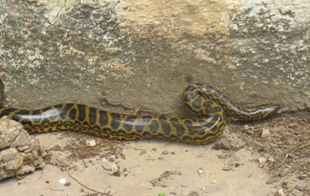 Yellow Anaconda in September 2014 by Royle Safaris · iNaturalist