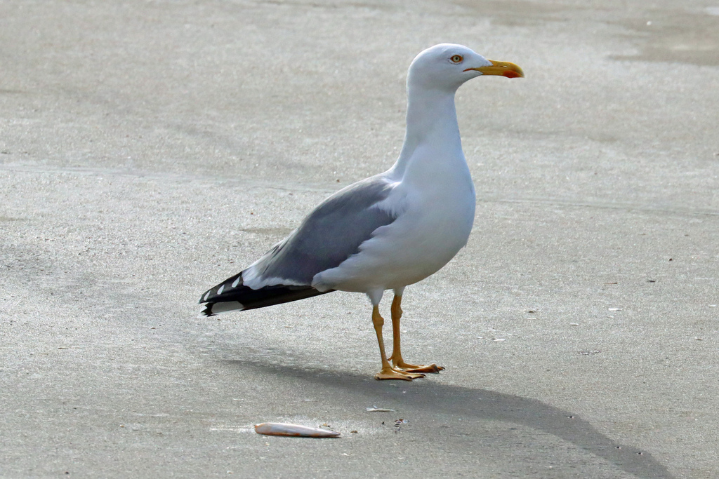 Yellow-legged Gull from Olhão, Portugal on November 9, 2023 at 09:57 AM ...