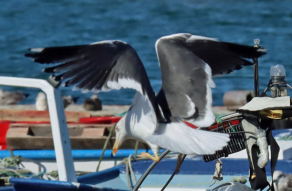 Lesser Black-backed Gull from Culatra on November 9, 2023 at 12:15 PM ...