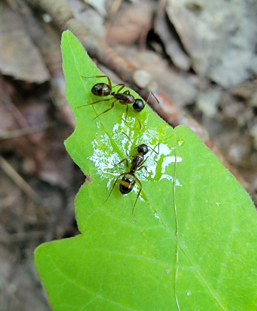 Bearded Carpenter ant from Solon, OH 44139, USA on July 23, 2023 at 10: ...
