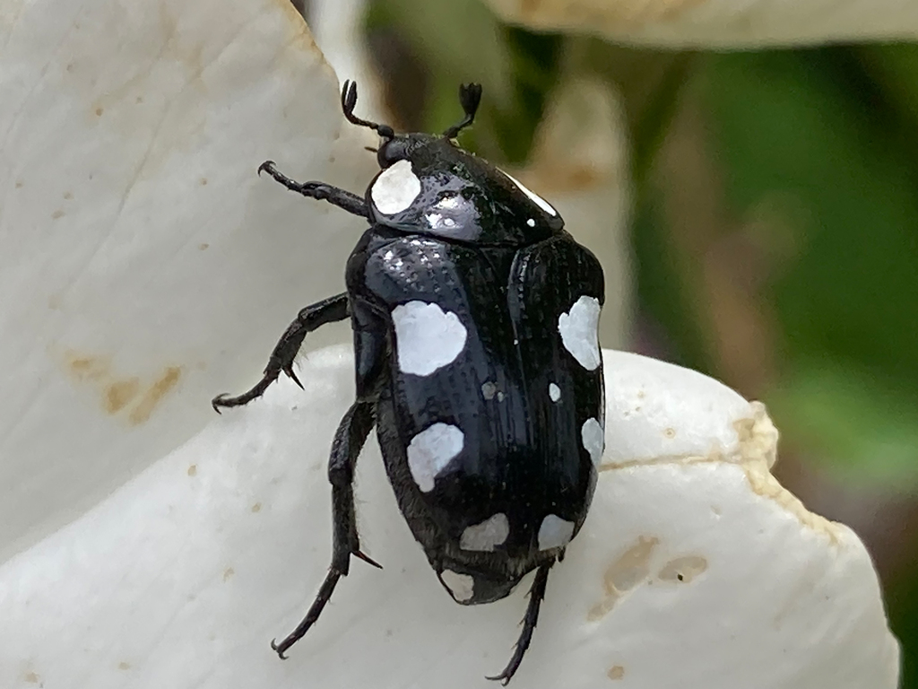 Common White-spotted Fruit Chafer from Kleinmond, 7195, South Africa on ...