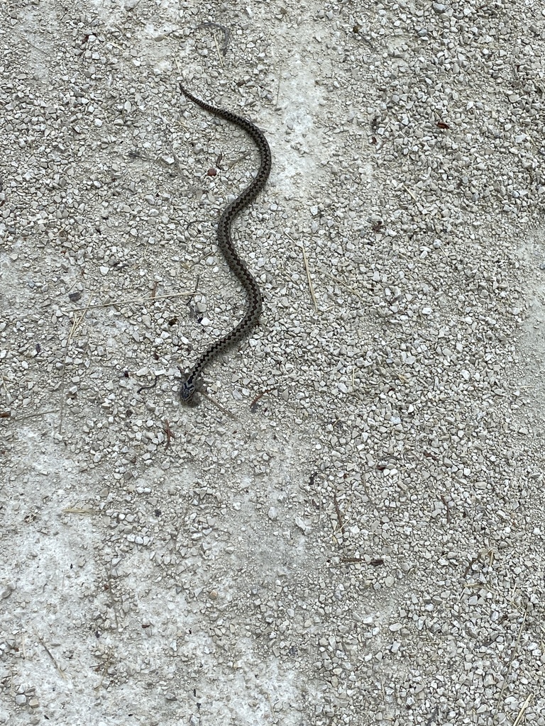Adder in June 2023 by ThomasD · iNaturalist