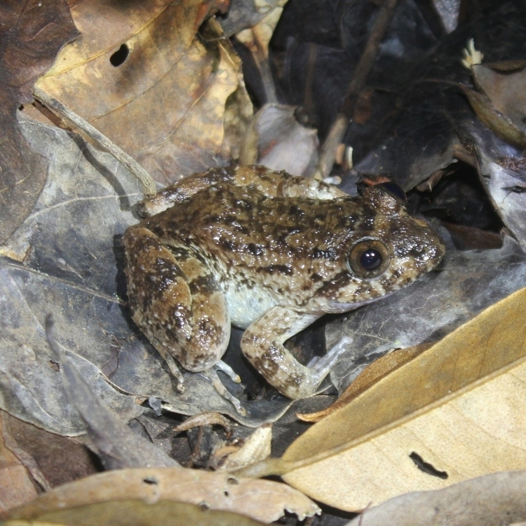 Kuhl's Creek Frog from Sebalo, Kec. Bengkayang, Kabupaten Bengkayang ...