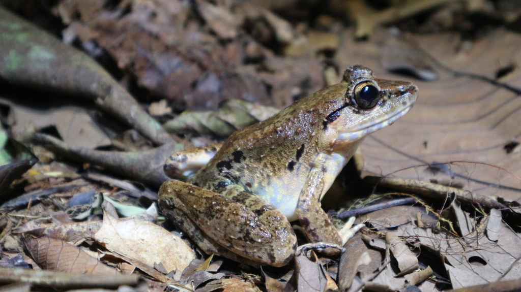 Giant River Frog from West Kalimantan, Indonesia on November 16, 2023 ...